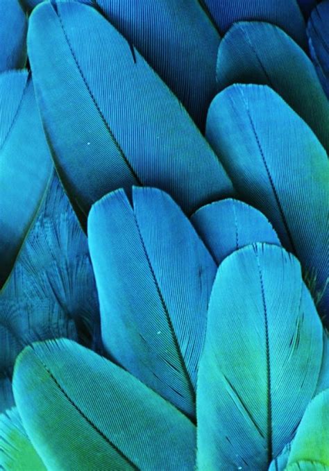 türkis blau Macaw feathers Macaw Feather