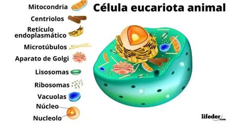 Cuáles son las características del Reino Animal seres vivos funciones