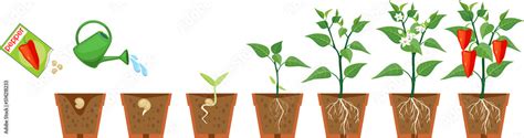 Life Cycle Of Pepper Plant Growth Stages From Seeding To Flowering And