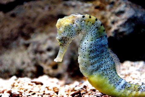 El Caballito De Mar Es Un Pez Descubre La Respuesta