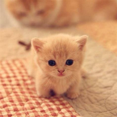 Cute Cat R Aww