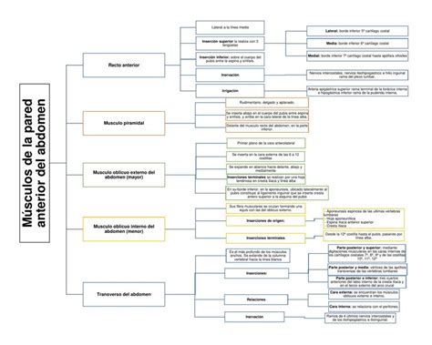Músculos de la Pared Anterior del Abdomen Uriel Cornejo uDocz