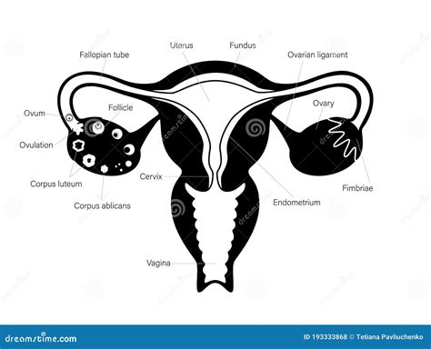 Reproductive System Concept Stock Vector Illustration Of Gynecologist