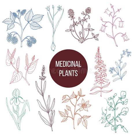 Diversa Colecci n De Las Plantas Medicinales Ilustración del Vector