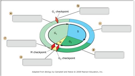Cell Cycle Flashcards Quizlet