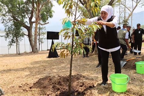 Infopublik Siram Bibit Pohon Durian Musang King