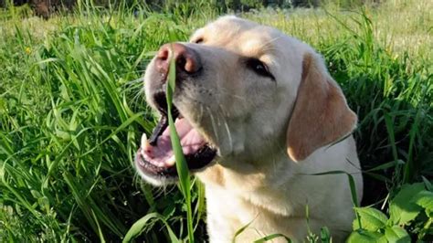 Por Qu No Se Deber A Separar A Los Perros Que Se Quedan Pegados