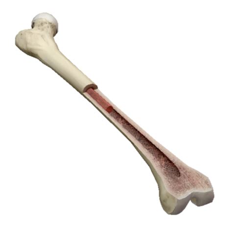 Overview Of The Skeleton Lab Flashcards Quizlet