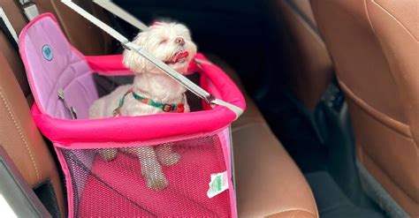 Como Transportar Cachorro Em Viagem De Carro Confira 5 Dicas