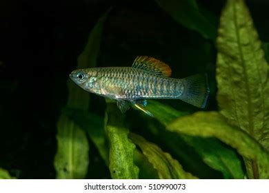 Portrait Freshwater Livebearer Fish Brachyrhaphis Roseni Stock Photo