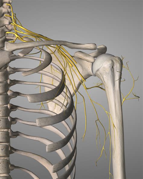 Karl Plexus Brachialis Diagram Quizlet