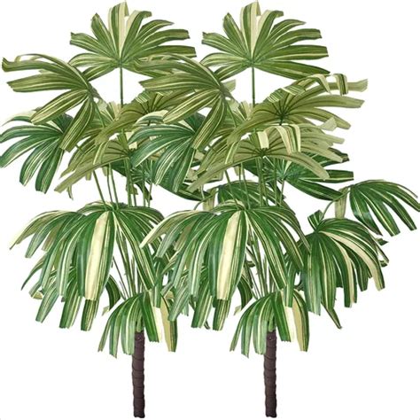 Kit Planta Coqueiro Palmeira Leque Areca Rafia Sem Vaso