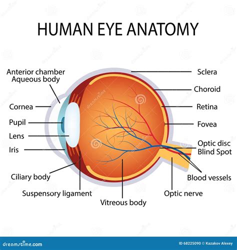 Anatomia Do Olho Humano Ilustra O Do Vetor Ilustra O De Anatomia