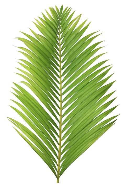 Palm Tree Leaf Texture