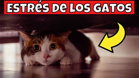 C Mo Saber Si Tu Gato Est Estresado Youtube