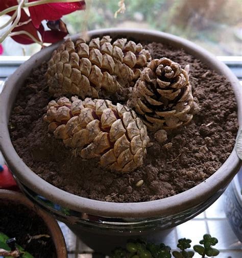Grow An Adorable Pine Tree From A Cone In 5 Easy Steps Do It Yourself