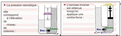 Question De Biophysique Cartes Quizlet