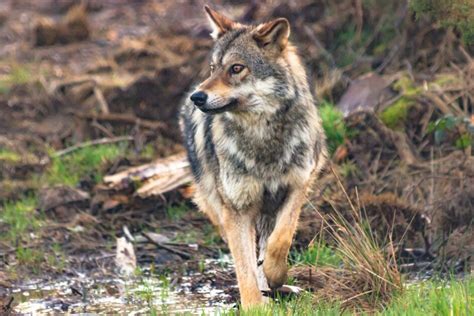 Quand On Parle Du Loup Animation En Langue Des Signes Fran Aise