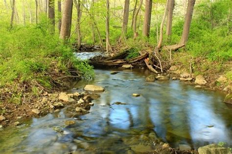 Free Picture Water Forest Ecology Stream River Waterfall Wood