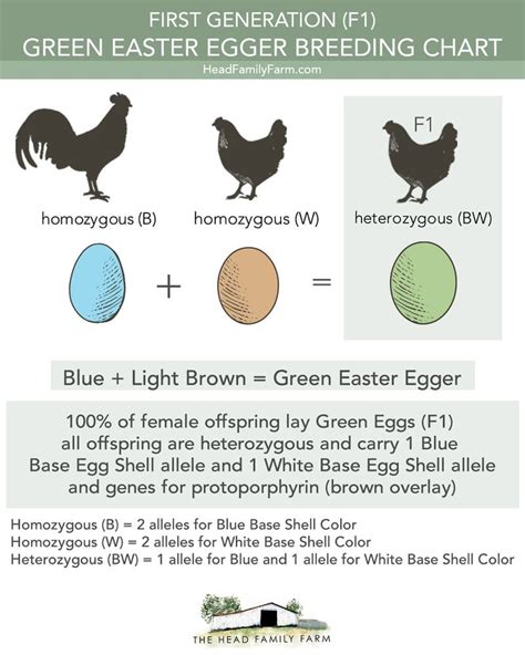 Egg Laying Breeds Egg Laying Hens Chicken Egg Colors Chicken Eggs