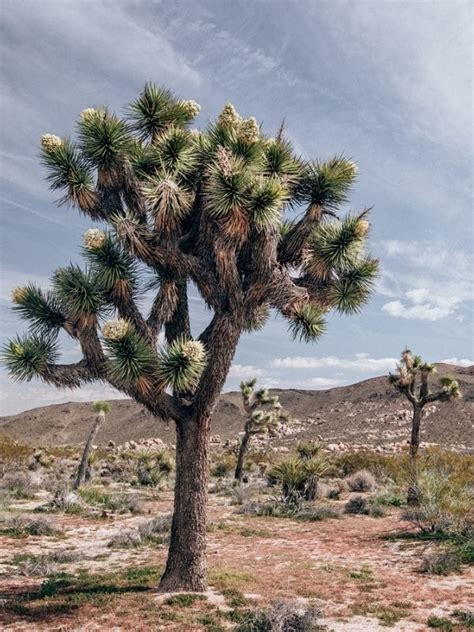 Best Things To Do In Joshua Tree National Park Live Love Run Travel