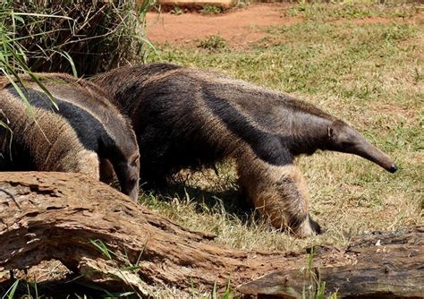 Conheça 11 lindos animais típicos da fauna brasileira Incrível