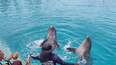 Cuánto Cuesta Nadar con Delfines en Punta Cana