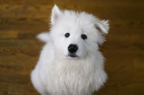 Les 5 races de chiens les plus chères et leur prix