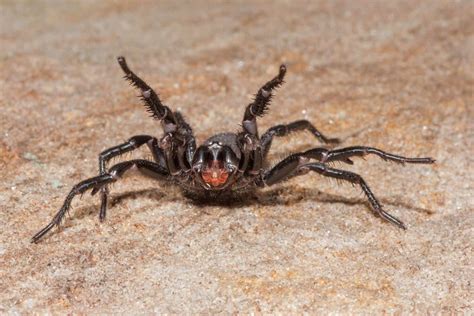 Aranha Mais Mortal Do Mundo Tem Veneno Que Muda O Humor