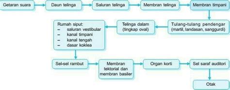 Bagaimana Proses Telinga Mendengar Bunyi