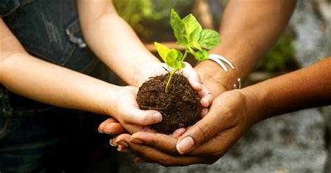 12 beneficios de plantar un árbol Bioguia