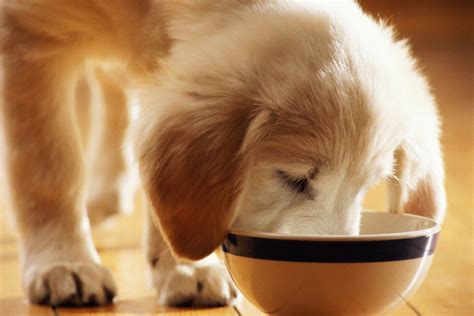 Cuántas veces come un cachorro al día