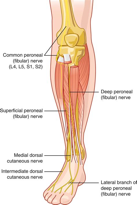 Deep Peroneal Nerve Block At The Ankle Clinical Tree