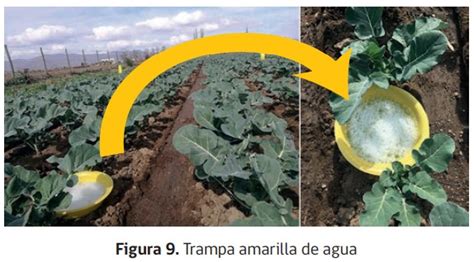 Manejo Integrado De Plagas Mip En Hortalizas Portalfruticola