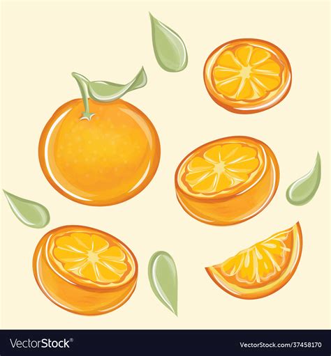 Orange Set Royalty Free Vector Image VectorStock