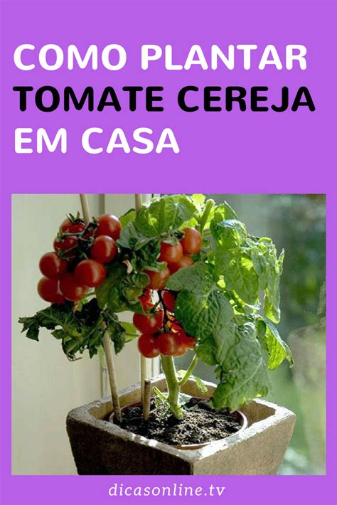 Aprenda A Cultivar TOMATE CEREJA Facilmente Como Plantar Tomate