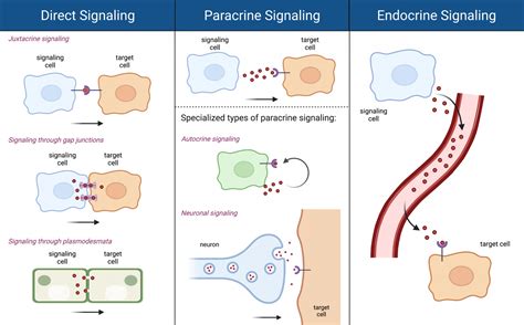 11 2 Types Of Cell Signaling College Biology I
