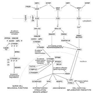 Summary Of Interactions Involved In Wnt Signaling Cascades Inferred To