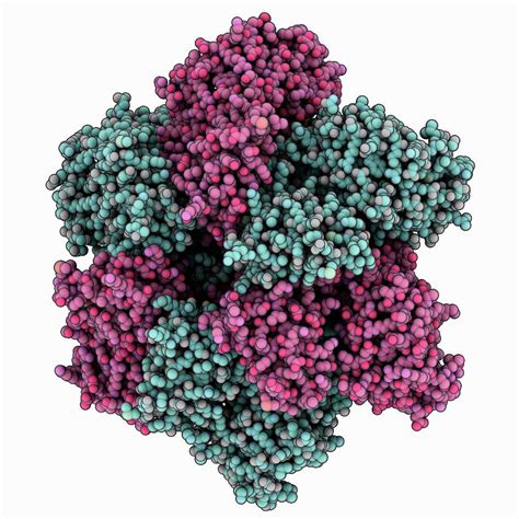 Simian Virus Sv40 Large Tumour Antigen Photograph By Laguna Design