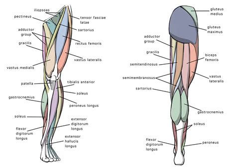 5 Tips On How To Draw Leg Anatomy Tutorial Ram Studios Comics