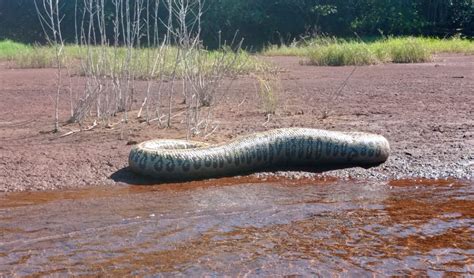 Sucuri gigante é encontrada no Lago de Itaipu no Paraná RIC Mais