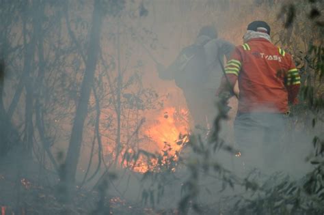 La Jornada Reporta Conafor 126 Incendios Forestales Activos