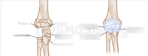 Elbow Ligaments And Bone Landmarks Diagram Quizlet