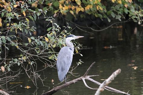 Zwierzęta Ptaki Czapla Siwa Darmowe zdjęcie na Pixabay Pixabay