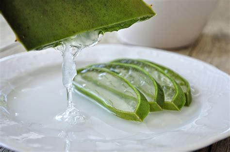 Aloe vera proprietà benefiche ed effetti collaterali Tecnologia e