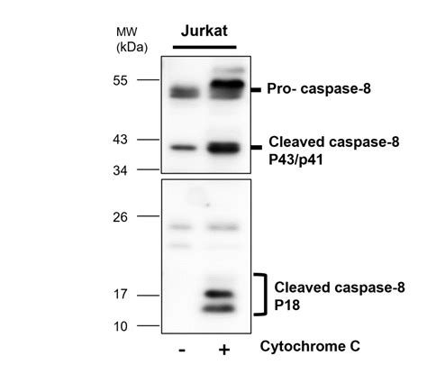 Apoptosis Antibody Panel IRAP5020 IReal Biotechnology Inc