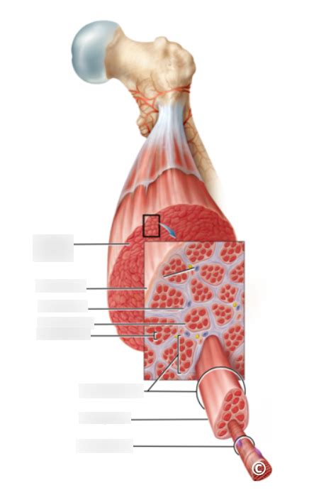 Skeletal Muscle Anatomy Diagram Quizlet