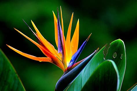 Orange And Purple Birds Of Paradise Flower Free Stock Photo