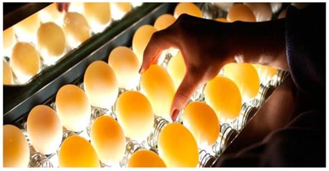 sensors free full text non destructive assessment of chicken egg fertility