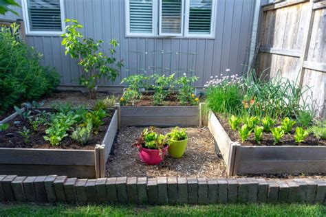 Plant Spacing 30 Vegetables Their Spacing Requirements